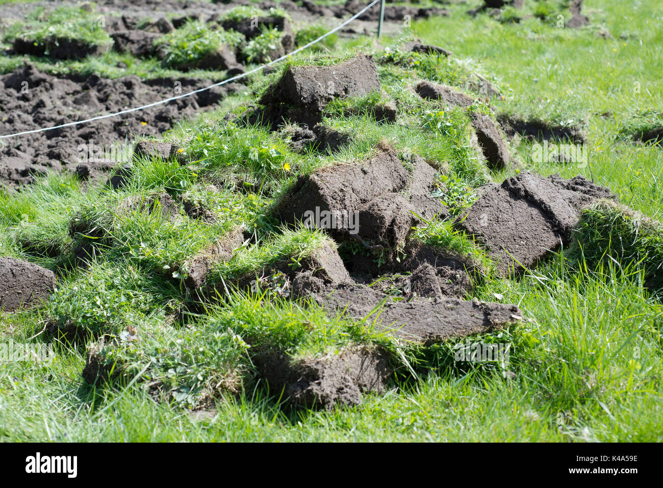 Digging up the grass lying on the ground Stock Photo - Alamy
