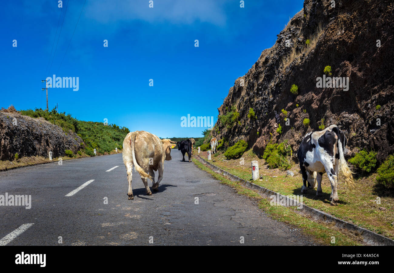 Dangerous cows hi-res stock photography and images - Alamy