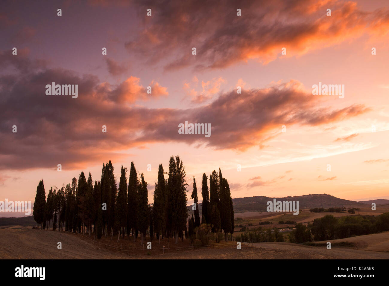 Group of cypress trees hi-res stock photography and images - Alamy