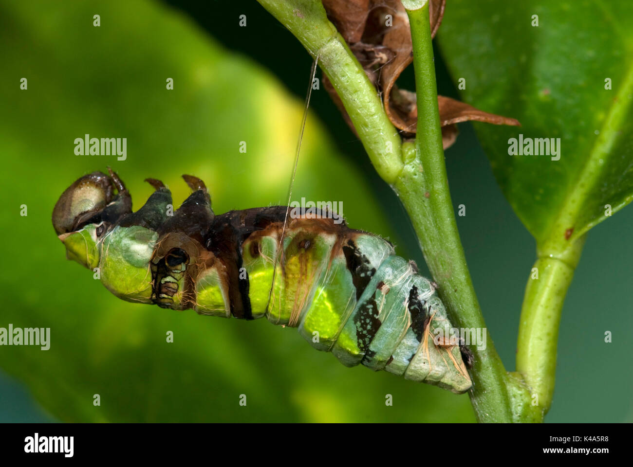 Preparing to pupate hi-res stock photography and images - Alamy