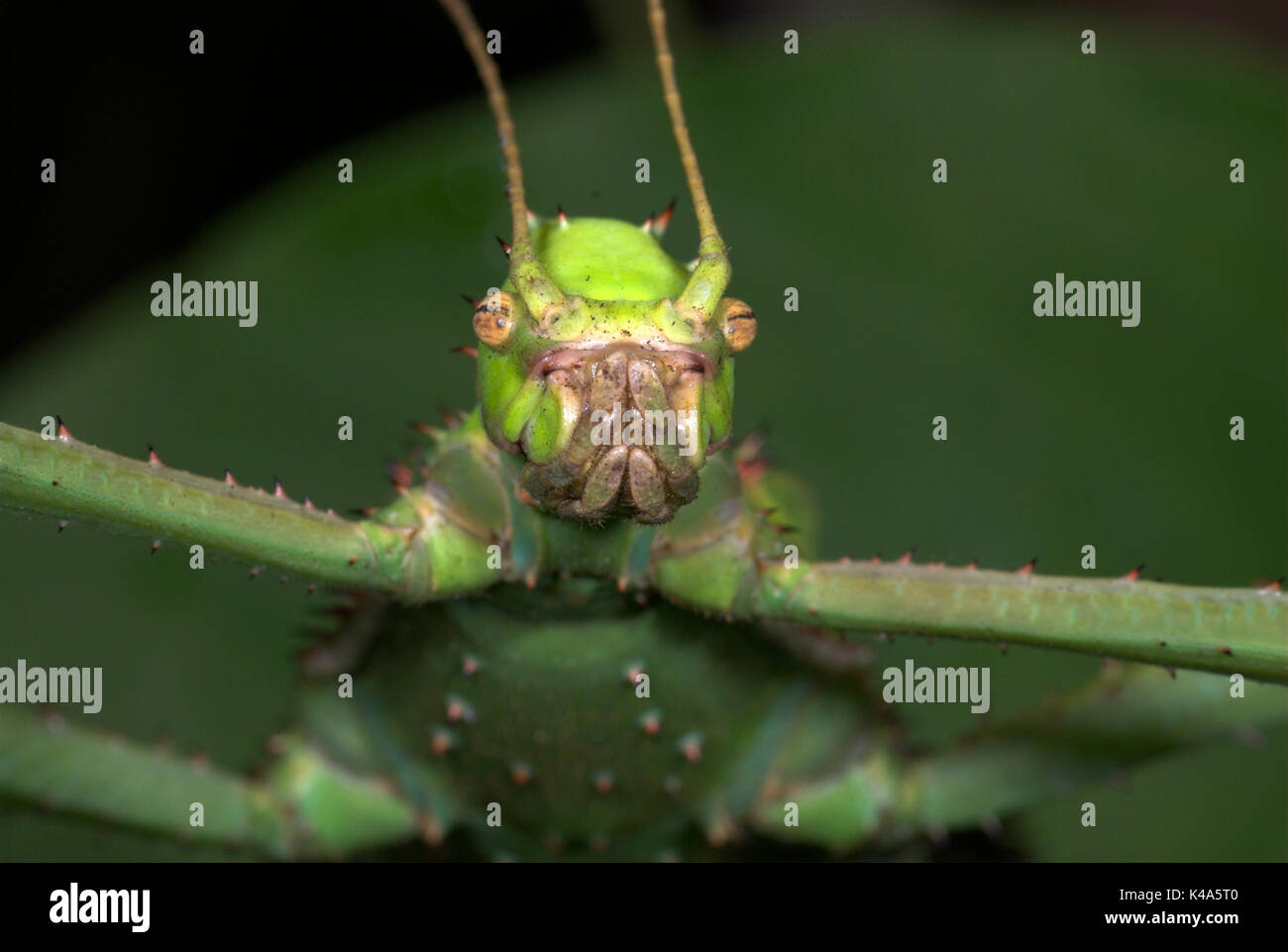 Jungle Nymph, Heteropteryx Dilatata, stick insect, green, camouflaged ...