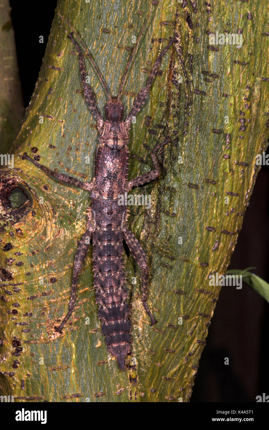 Vietnamese stick insect High Resolution Stock Photography and Images ...