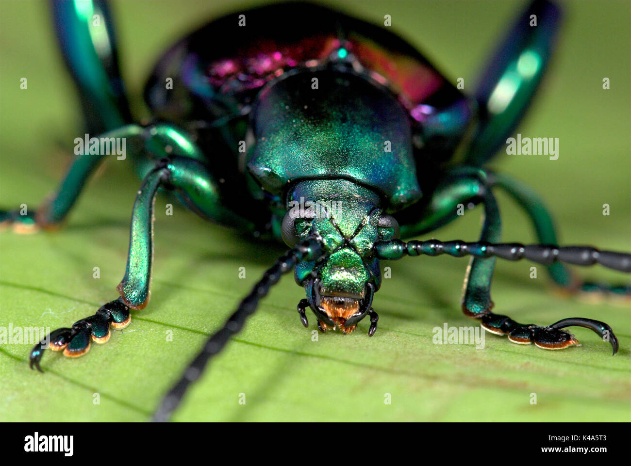 Frog Beetle, Sagara sp. SE Asia, green purple metallic colour, Close up ...
