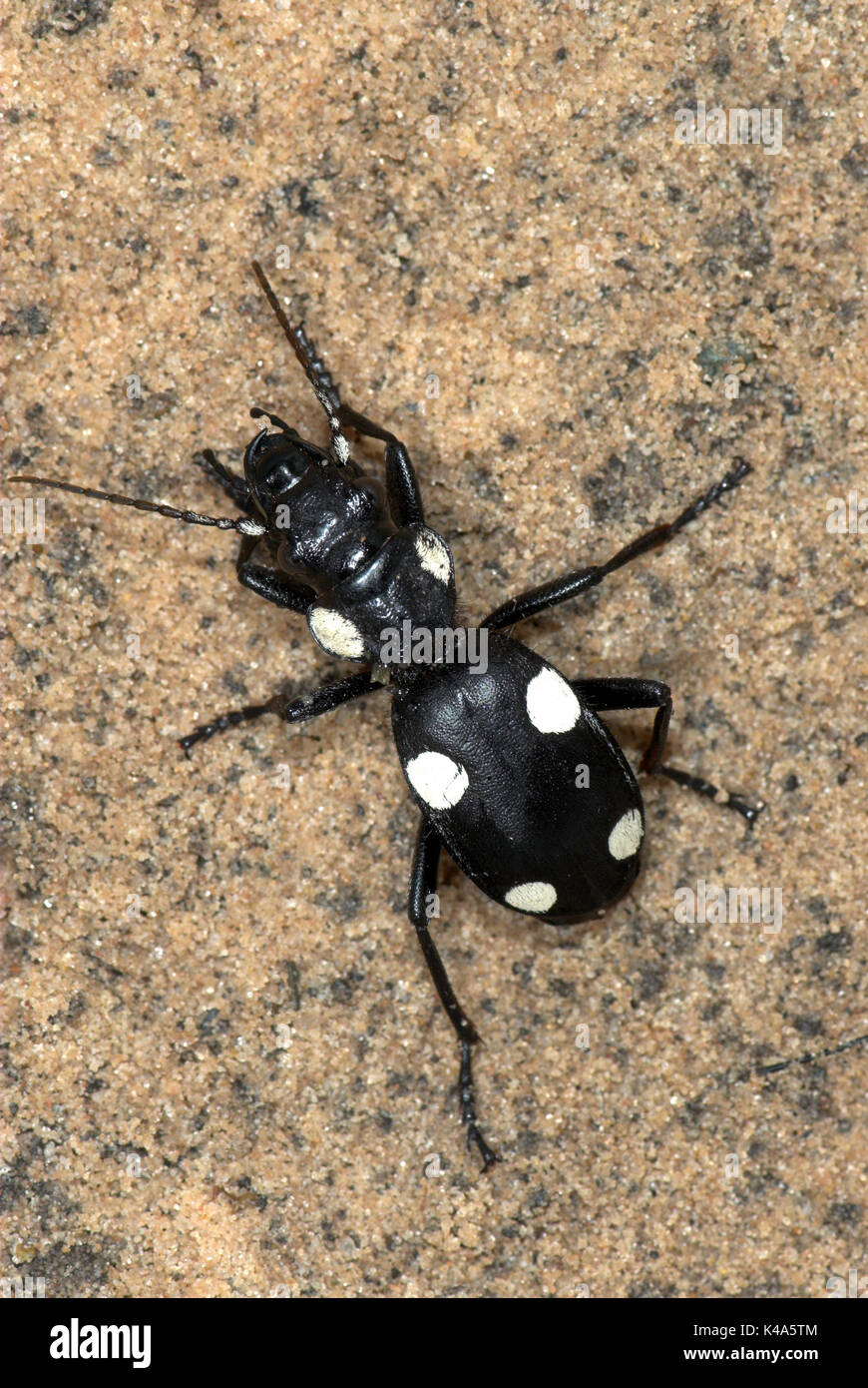 Domino Beetle, Anthia sexguttata, black with white spots, desert and ...