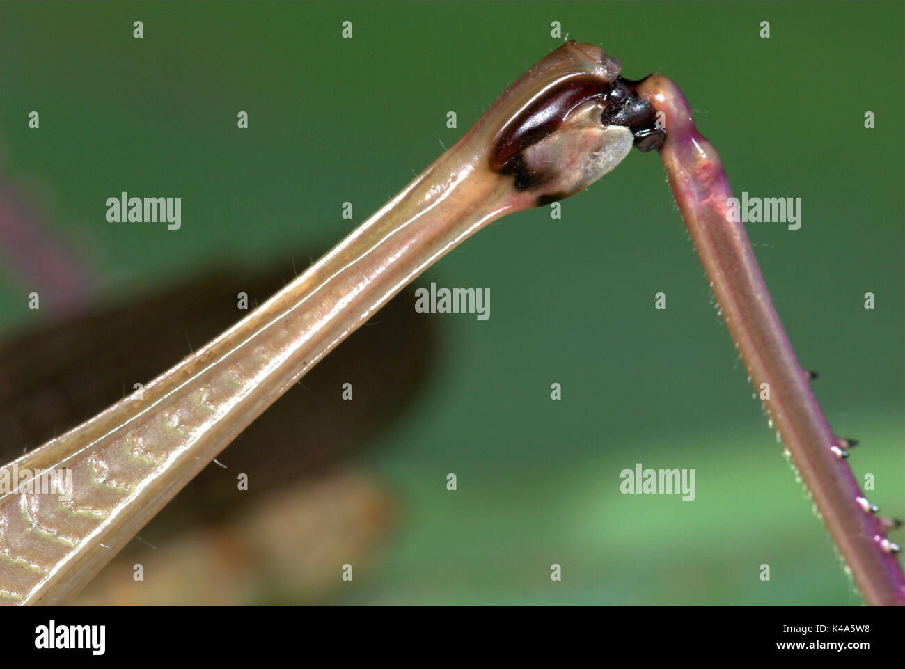Jungle Grasshopper, Orthoptera sp, Thailand, close up of hind leg Stock ...