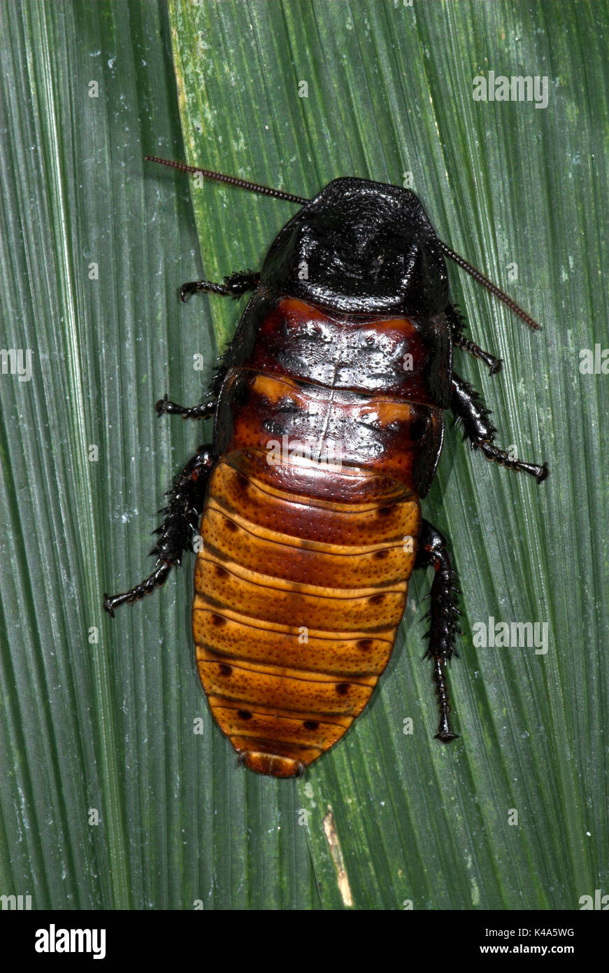 Hissing Cockroach, Gromphadorrhina portentosa, Madagascar Stock Photo ...