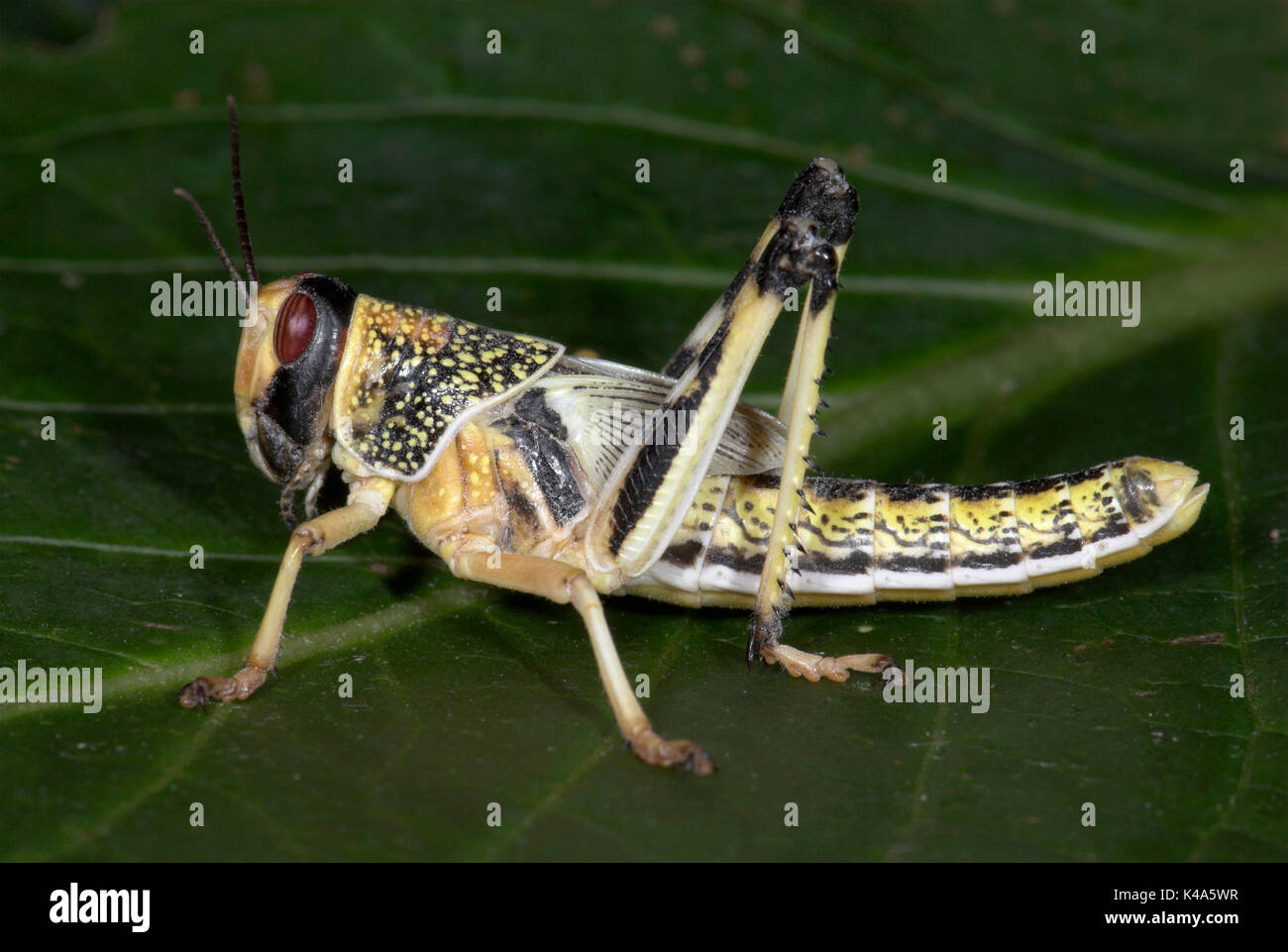 Desert Locust, Schistocerca gregaria, 4th instar, wings developing ...
