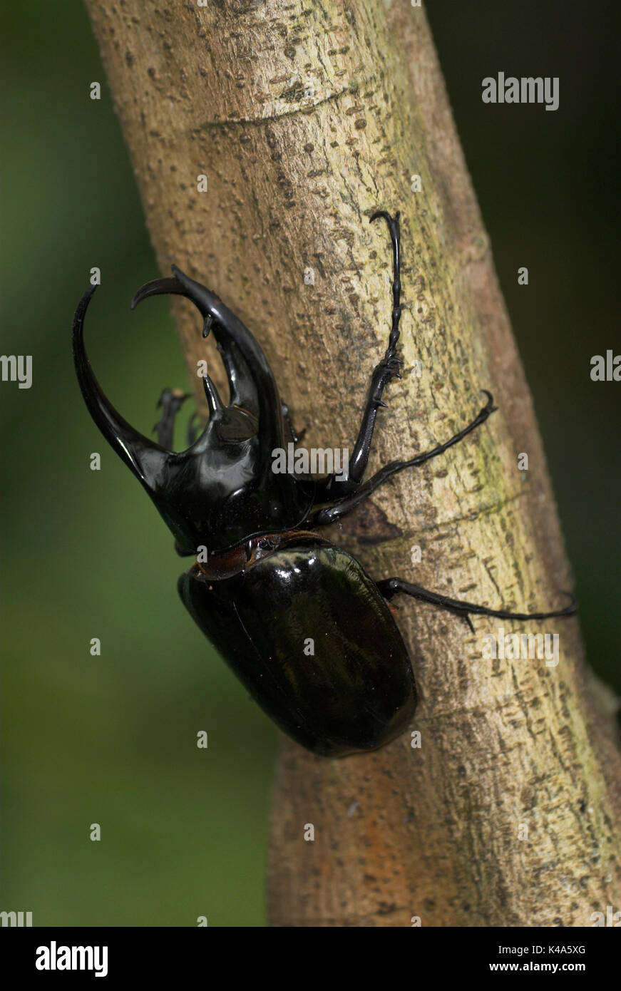 Rhino Beetle, Chalcosoma caucasus, Atlas Beetle, Scarab, large horns ...