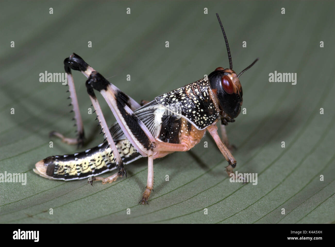 Schistocerca gregaria nymph hi-res stock photography and images - Alamy