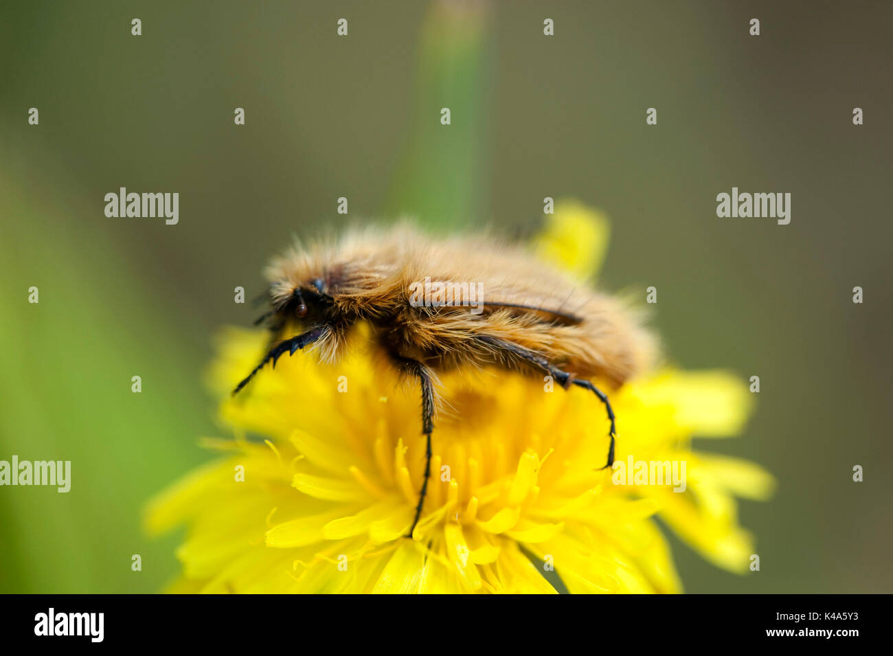 Hairy Beetle, Coleoptera, Lesvos Island, Greece, orange, furry, yellow ...