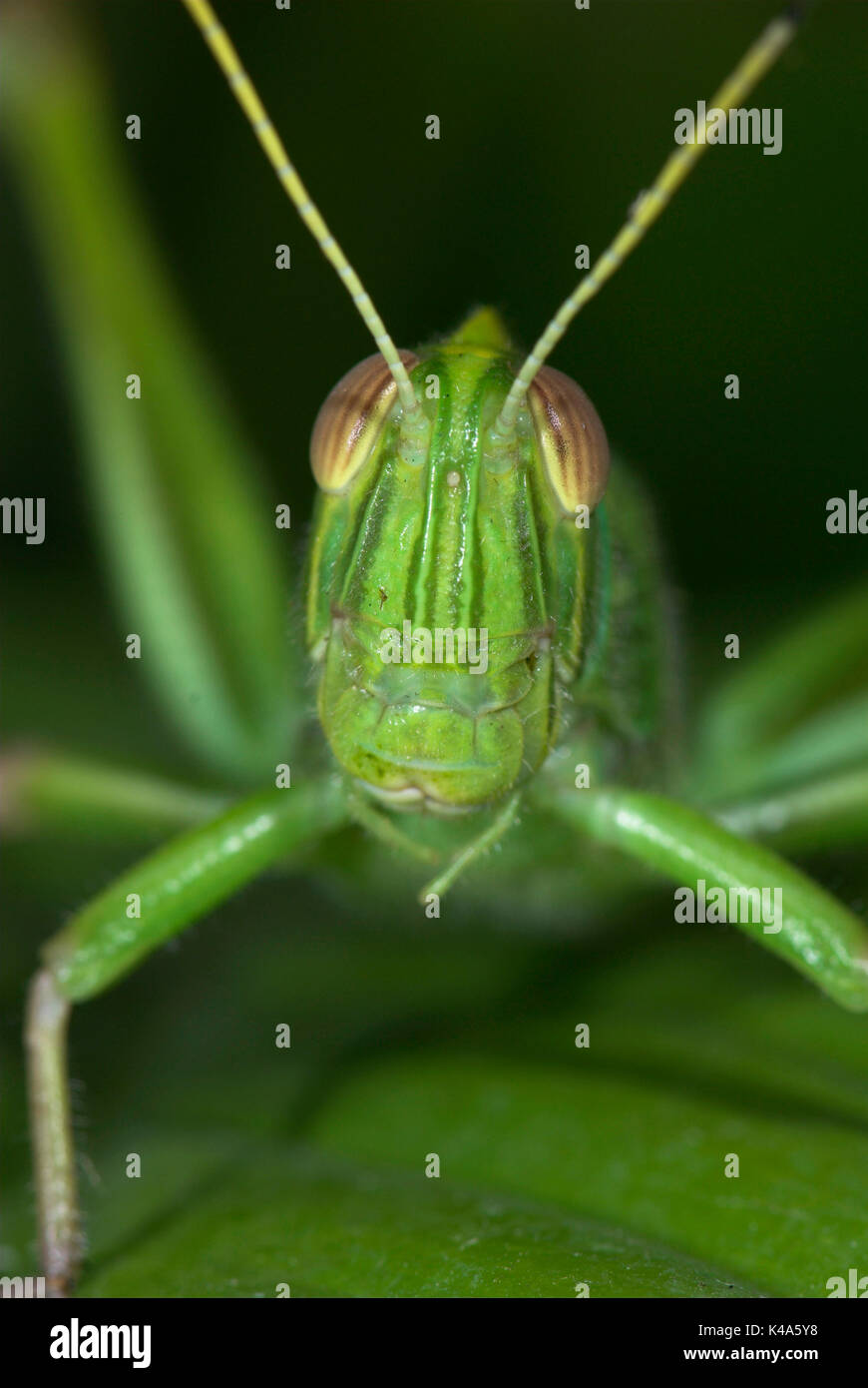 Grasshopper orthoptera hi-res stock photography and images - Alamy