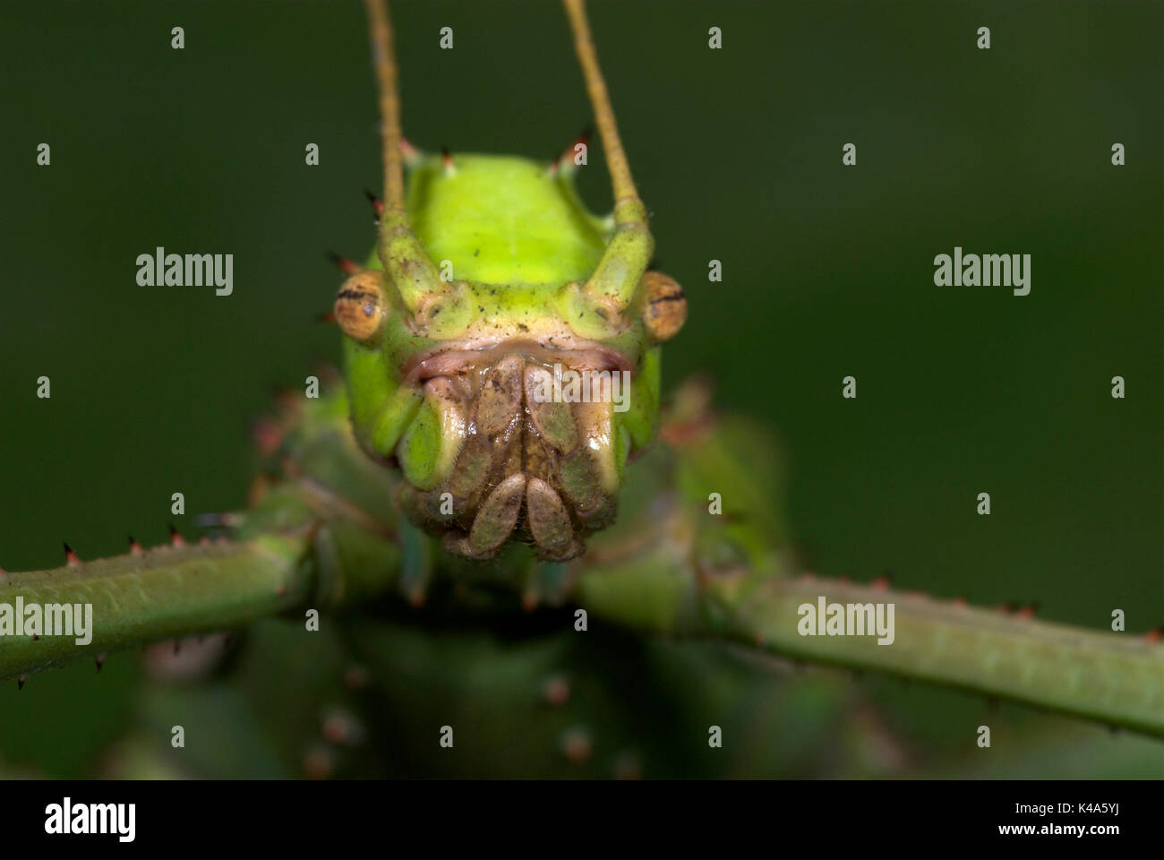 Jungle Nymph, Heteropteryx Dilatata, close up of face showing jaw ...
