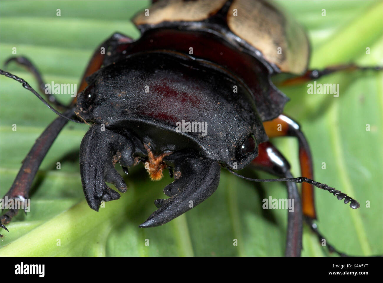 Giant Yellow Stag Beetle, Odontolabis femoralis, close up of face ...
