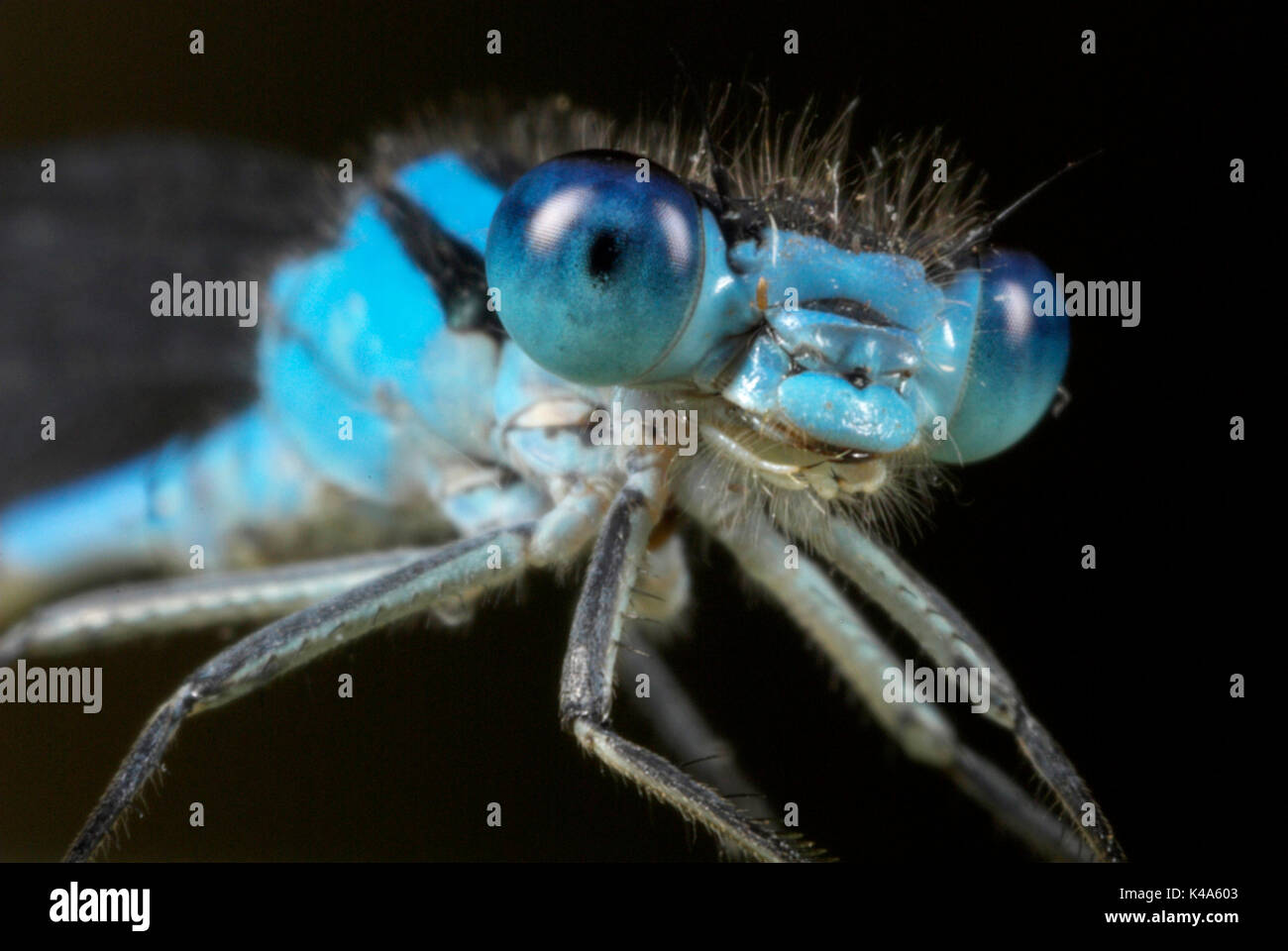 Common Blue Damselfly, Enallaatma cyathigerum, male close up showing ...