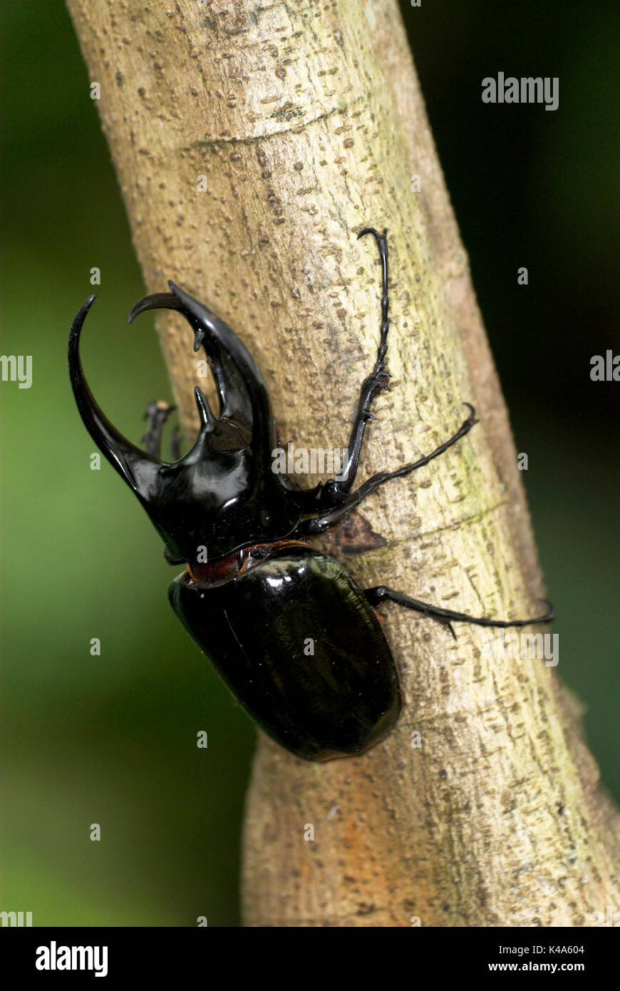 Rhino Beetle, Chalcosoma caucasus, Atlas Beetle, Scarab, large horns ...