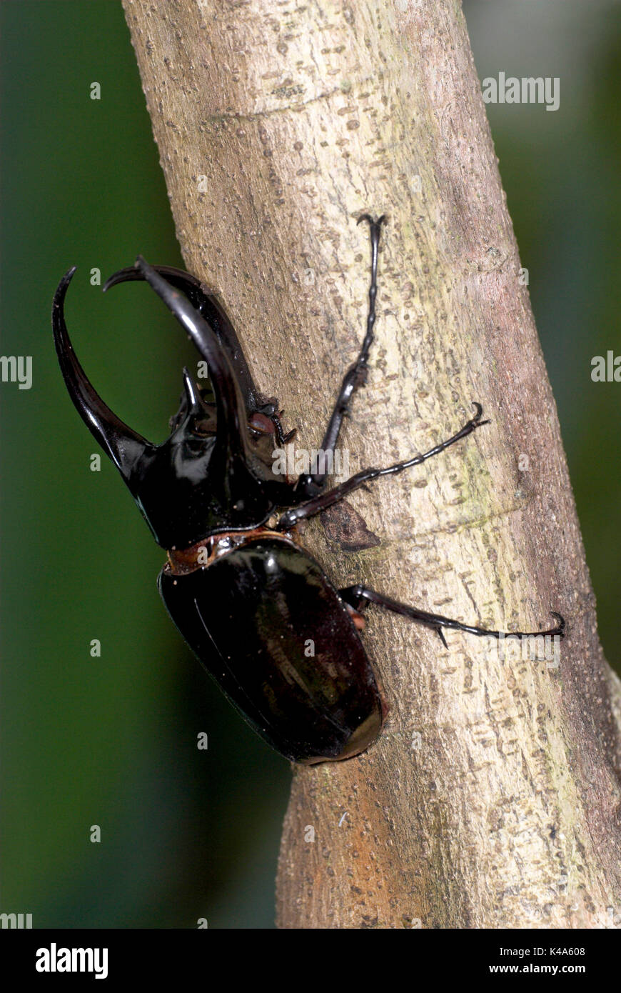 Atlas Beetle Chalcosoma Atlas High Resolution Stock Photography and ...