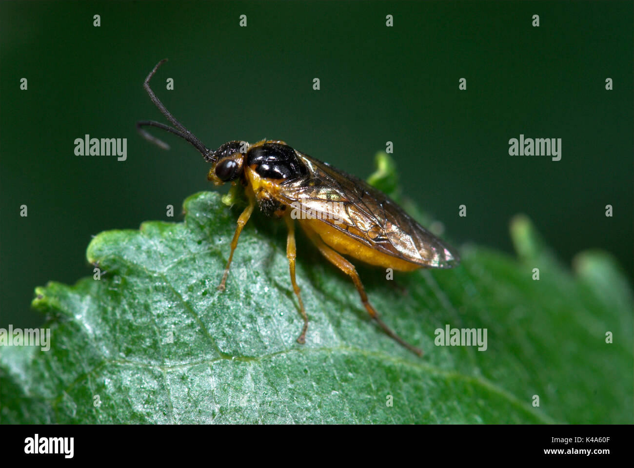 Symphyta sp on leaf hi-res stock photography and images - Alamy