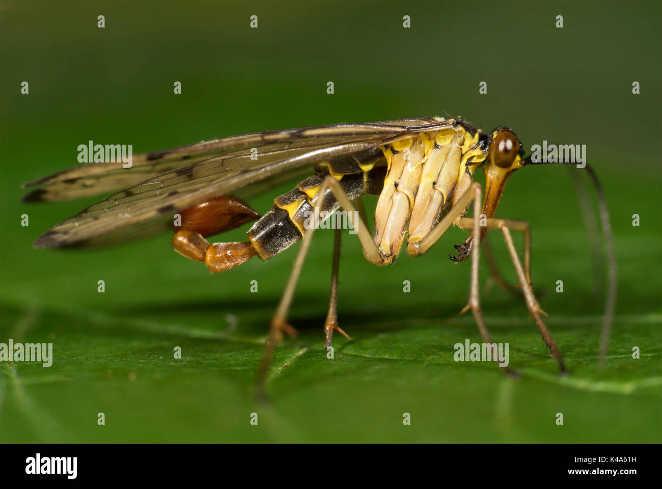 With scorpion shaped tail hi-res stock photography and images - Alamy