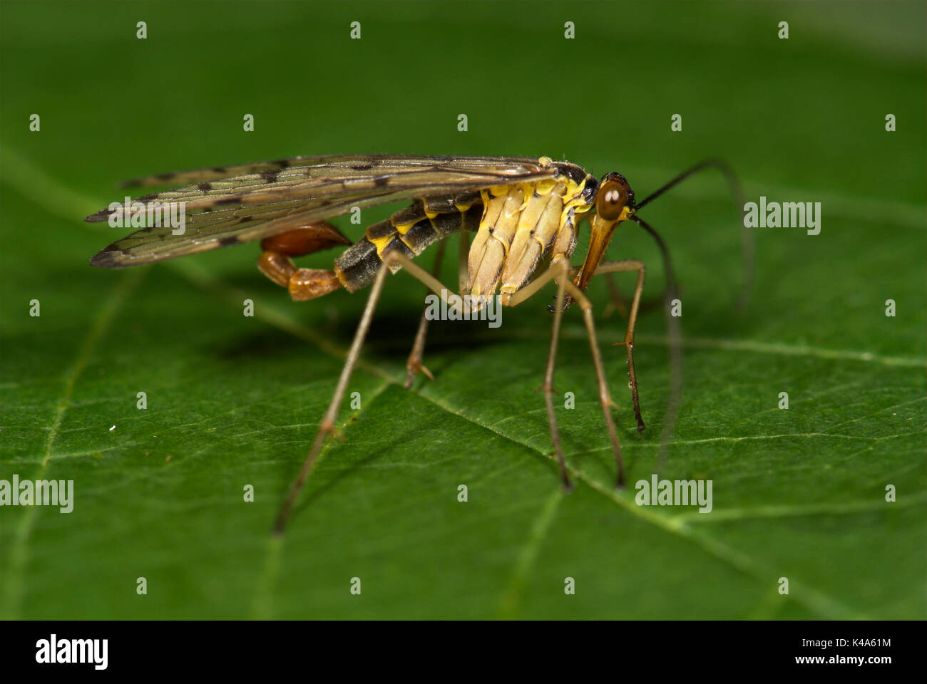 Scorpion Fly, Panorpa communis, male, with scorpion shaped tail ...