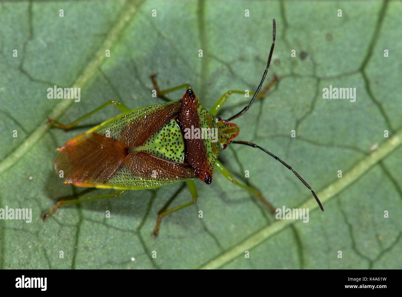 Hawthorn shield bugs hi-res stock photography and images - Alamy