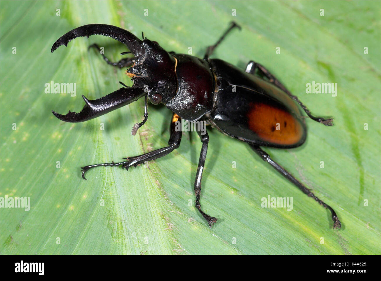 Giant yellow beetle hi-res stock photography and images - Alamy