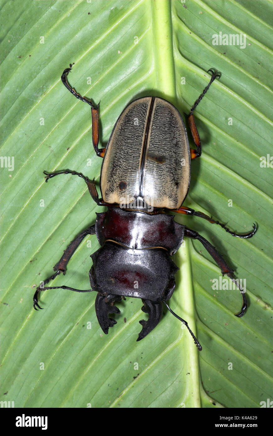 Giant Yellow Stag Beetle, Odontolabis femoralis, large jaws Stock Photo ...