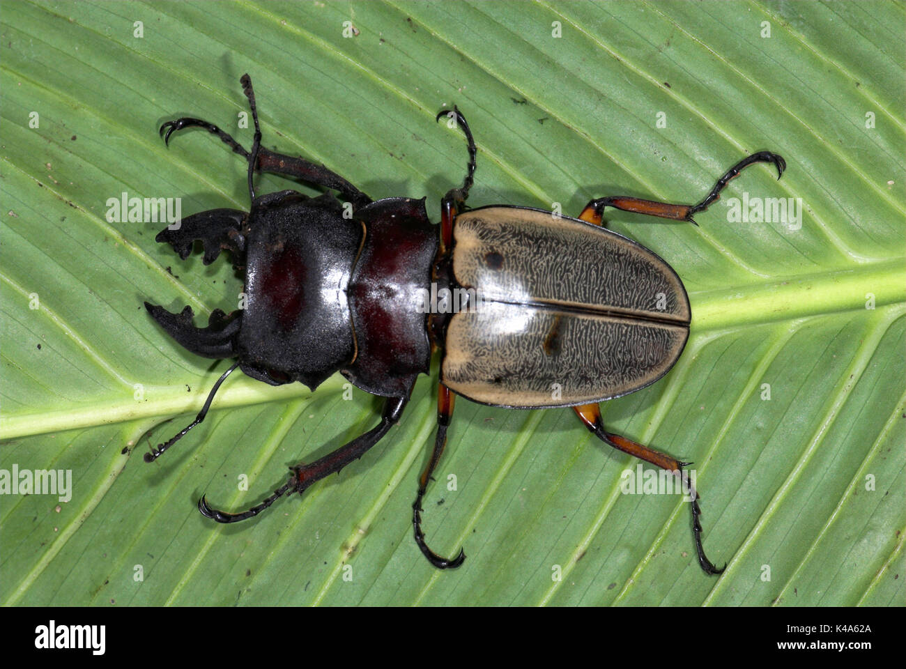 Giant yellow beetle hi-res stock photography and images - Alamy