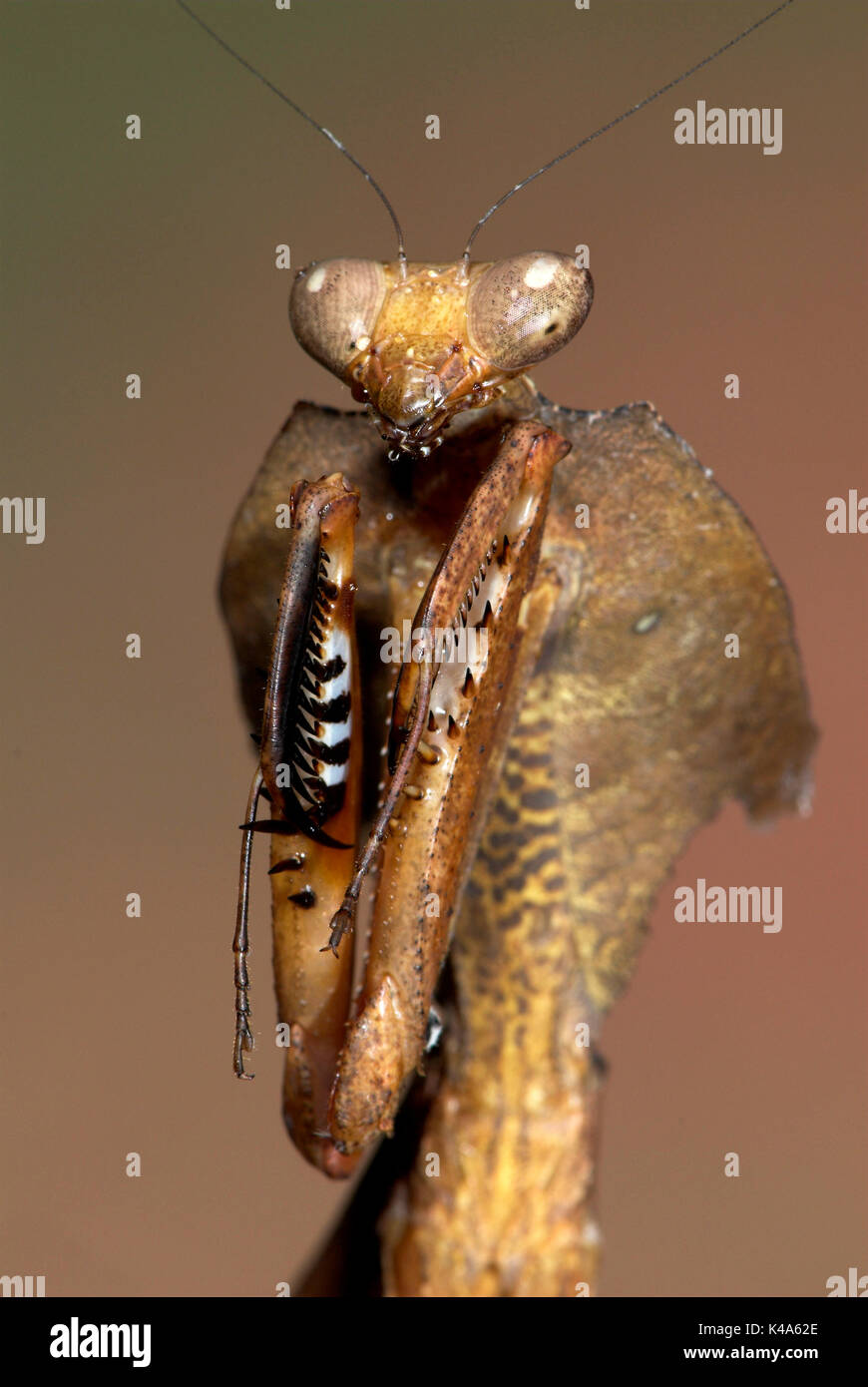 Dead Leaf Mantis, Deroplatys lobata, portrait, showing large eyes, and ...