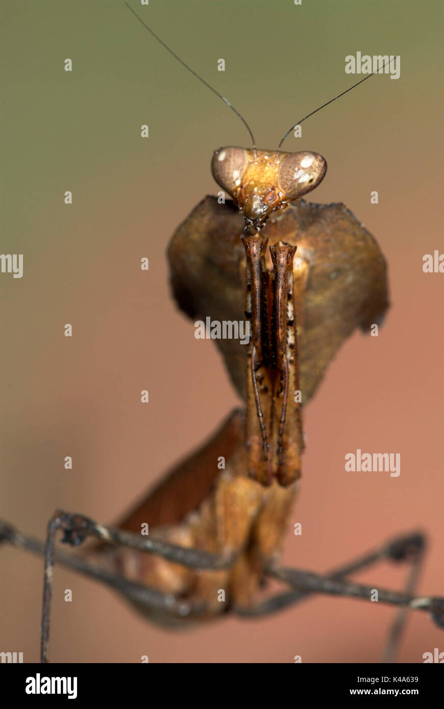 Dead Leaf Mantis, Deroplatys lobata, portrait, showing large eyes, and ...
