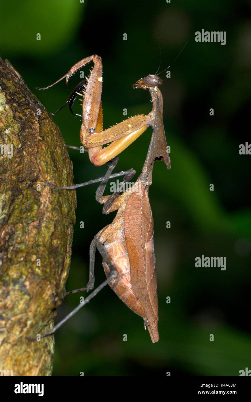 Climbing bugs hi-res stock photography and images - Alamy