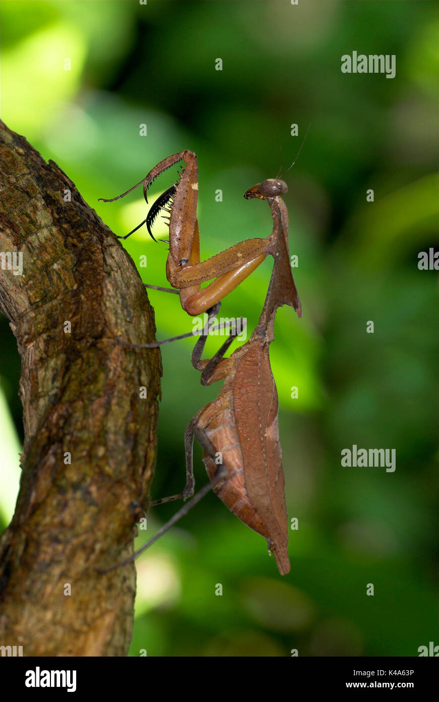 Dead Leaf Mantis, Deroplatys lobata, climbing on branch stem, brown ...