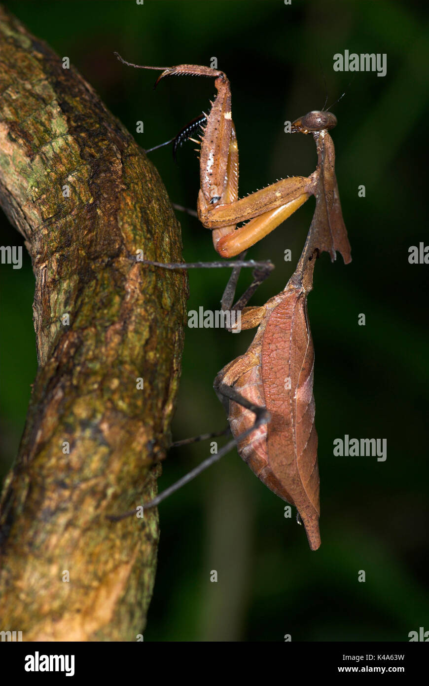 Dead Leaf Mantis, Deroplatys lobata, climbing on branch stem, brown ...
