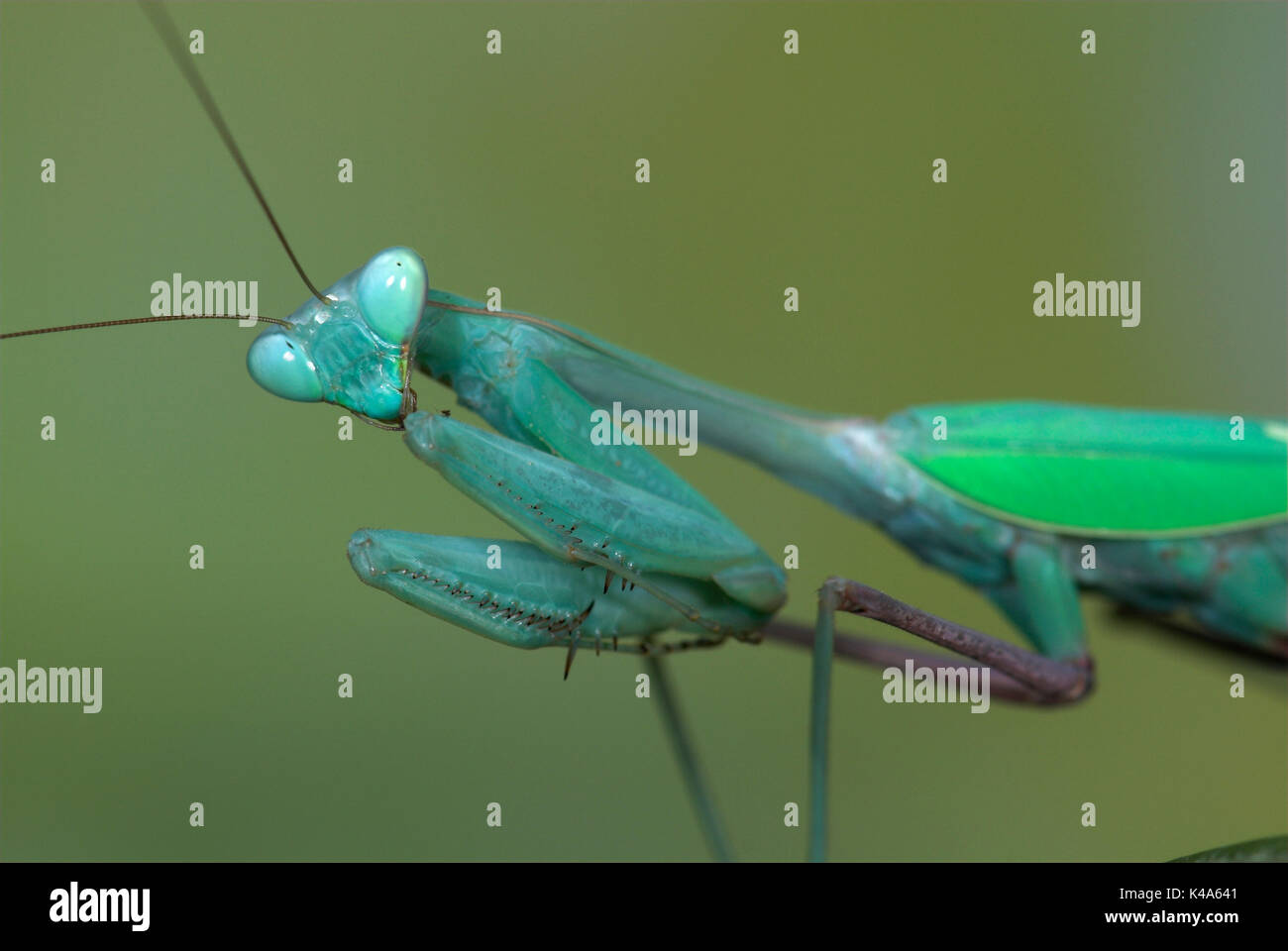 African Mantis, Sphodromantis stalli, portrait showing large eyes, arms ...