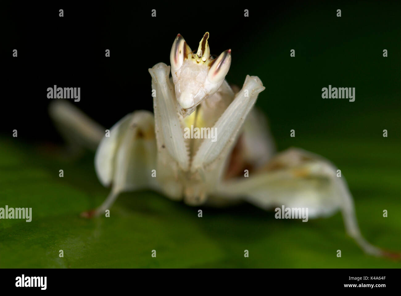 Orchid Mantis, Hymenopus coronatus, Malaysia, white, flower, face on ...