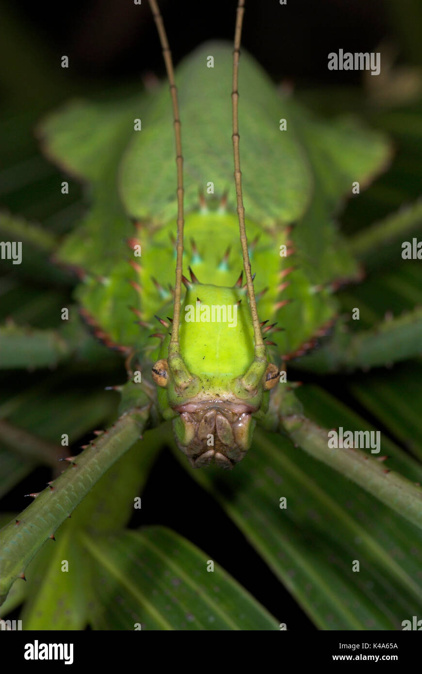 Green jungle nymph stick insect hi-res stock photography and images - Alamy