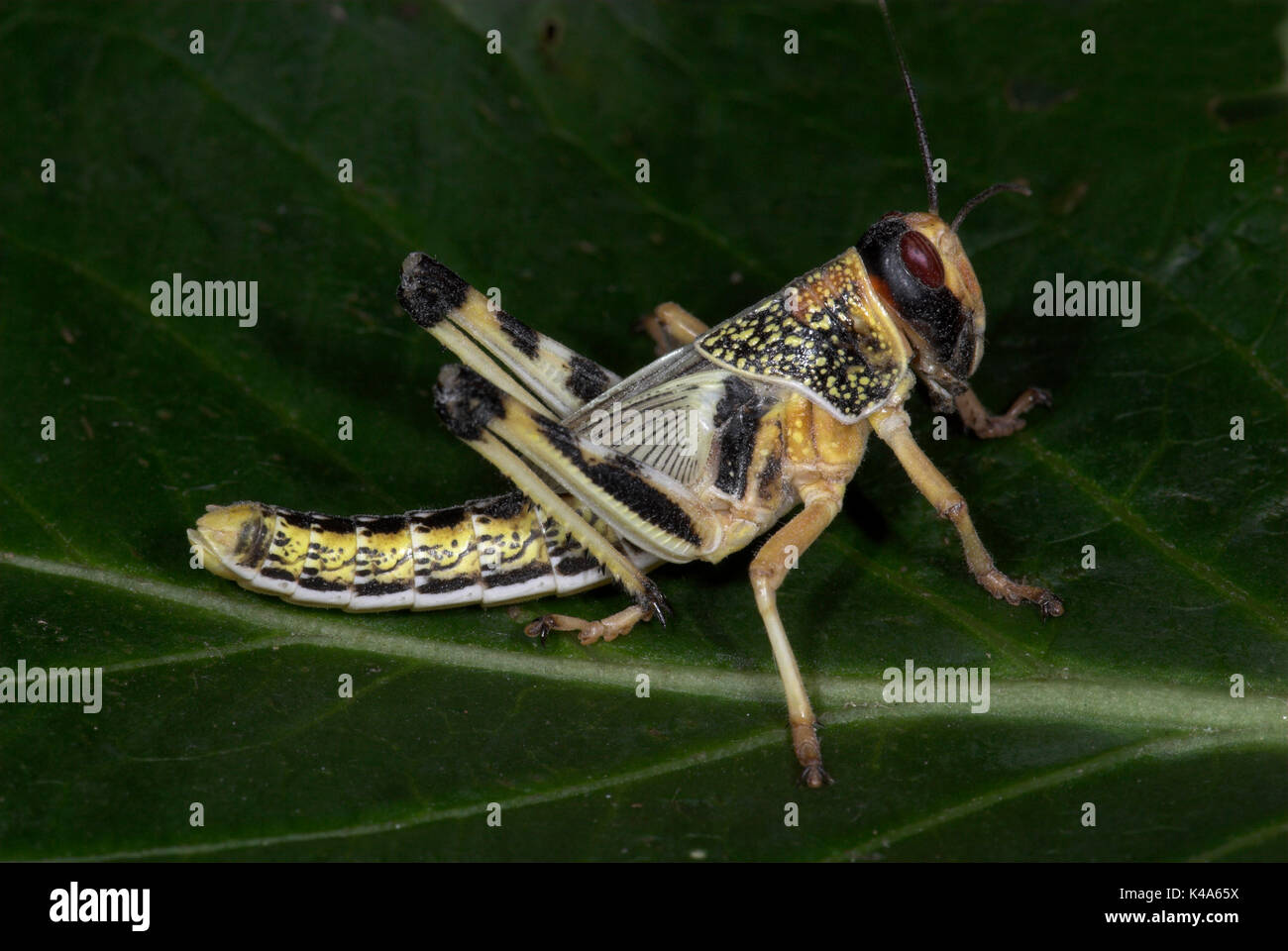 Desert locust nymph hi-res stock photography and images - Alamy