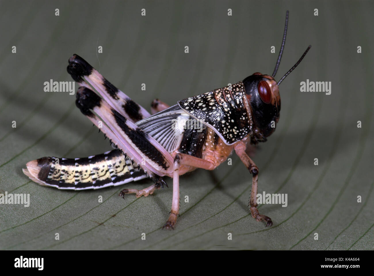 2nd instar nymph hi-res stock photography and images - Alamy