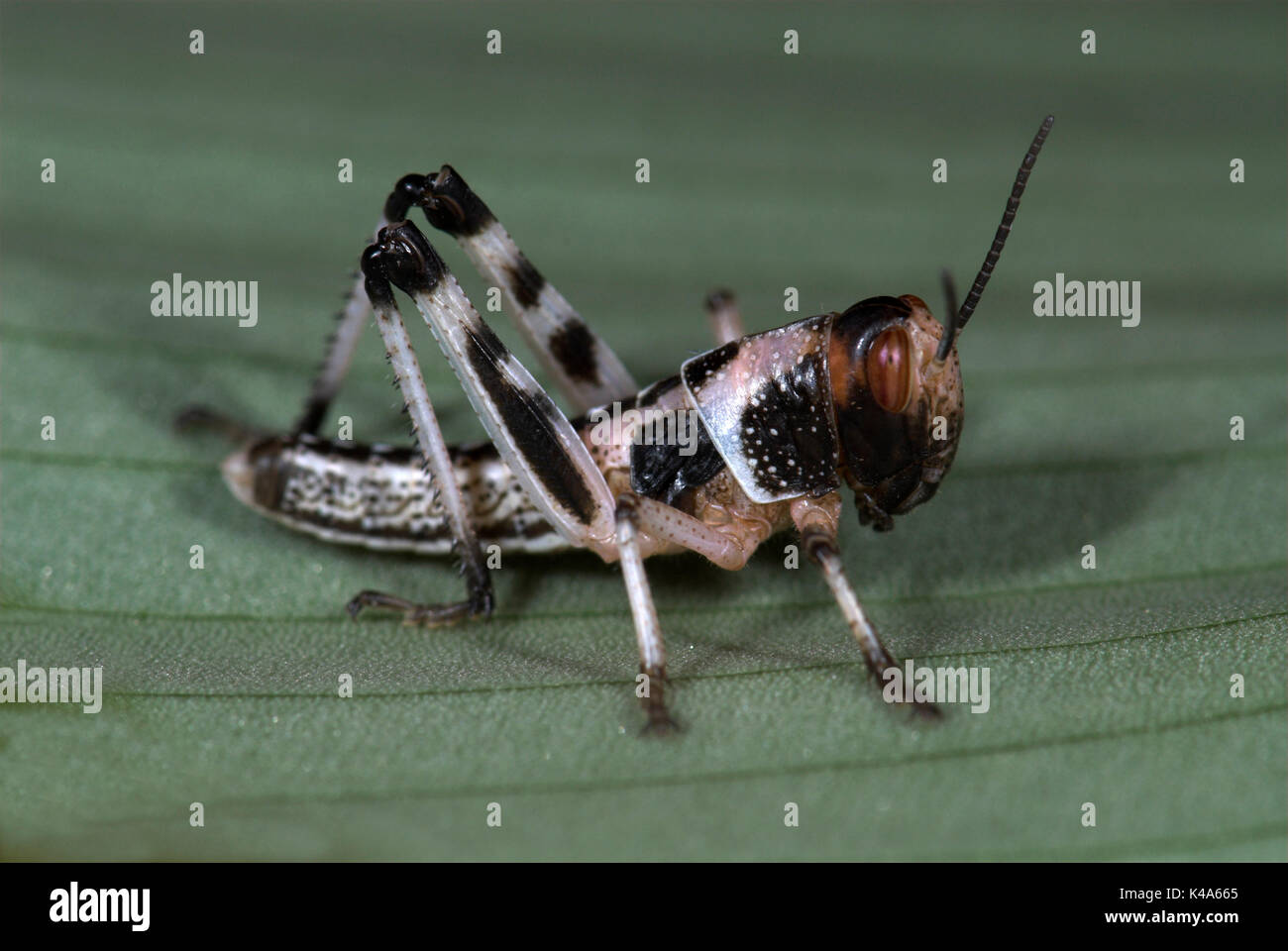Desert locust nymph hi-res stock photography and images - Alamy
