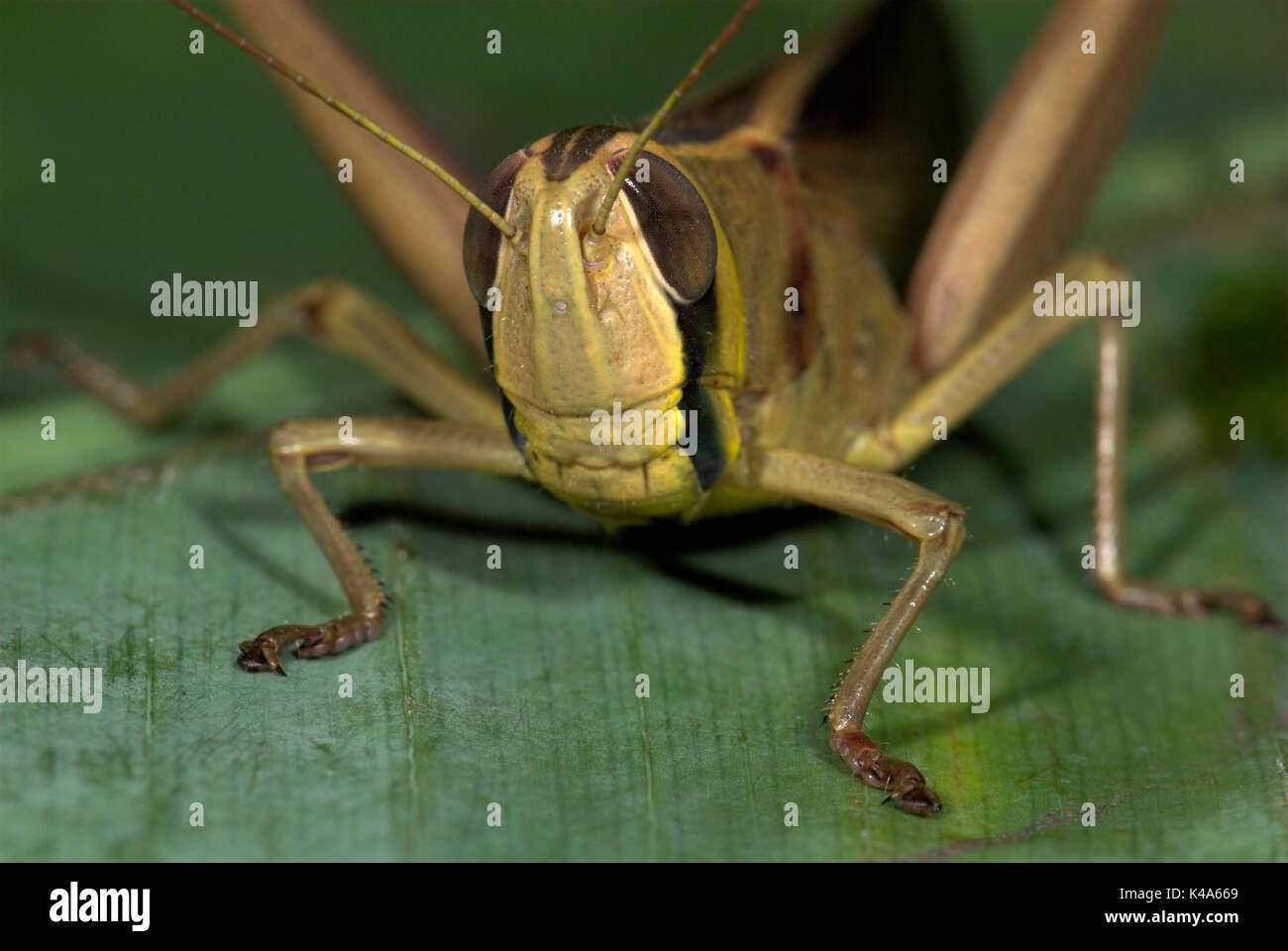 Jungle Grasshopper, Orthoptera sp, Thailand, Close up of face showing ...