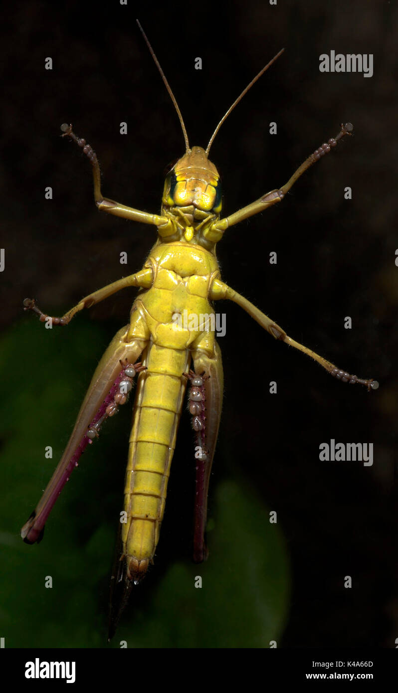 Jungle Grasshopper, Orthoptera sp, Thailand, showing underside, feet ...