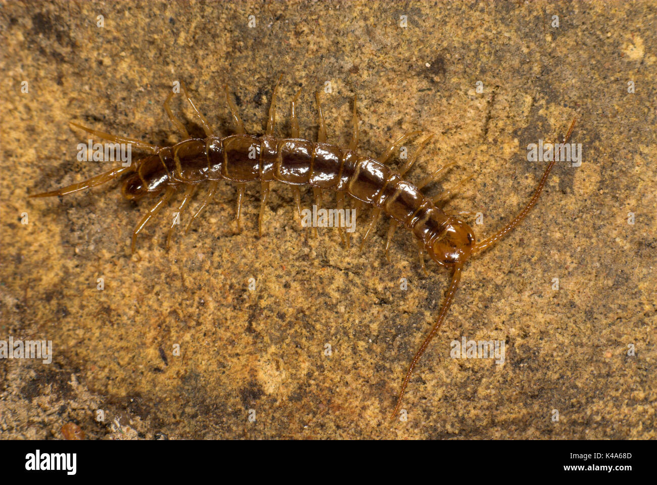 Common Centipede, Lithobius species, showing head, segmented body ...
