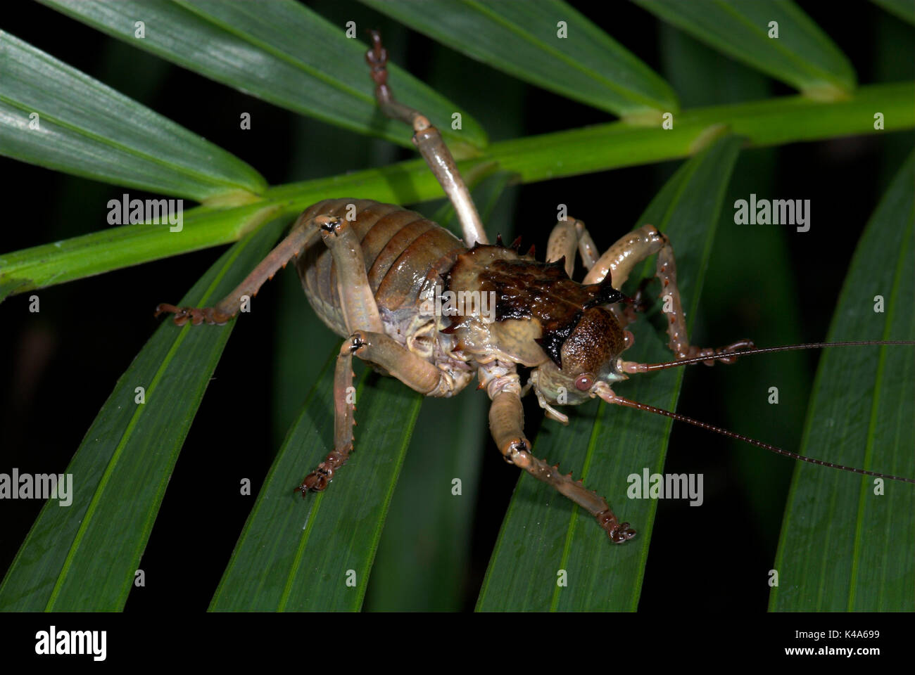 Armoured Ground Cricket, Acantholpus discoidalis, spiny, on leaf Stock ...