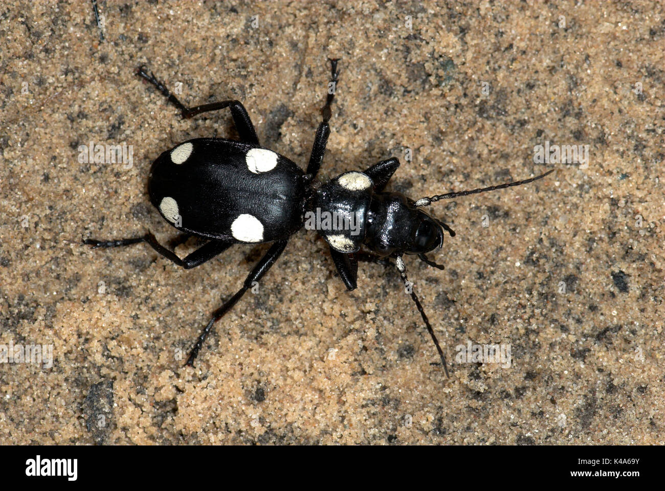 Anthia beetle High Resolution Stock Photography and Images - Alamy