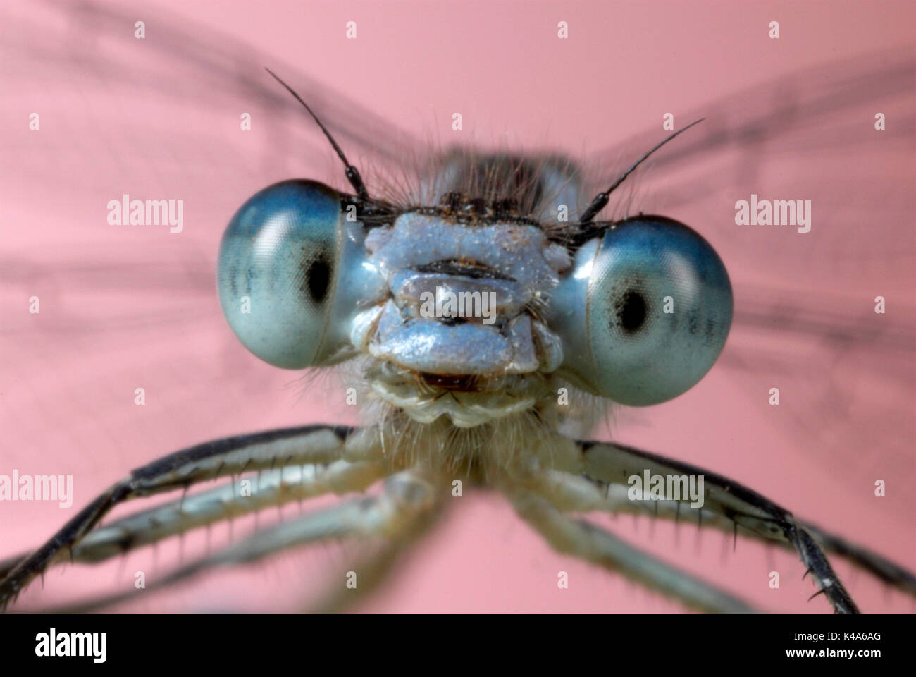 Common Blue Damselfly, Enallaatma cyathigerum, male close up showing ...