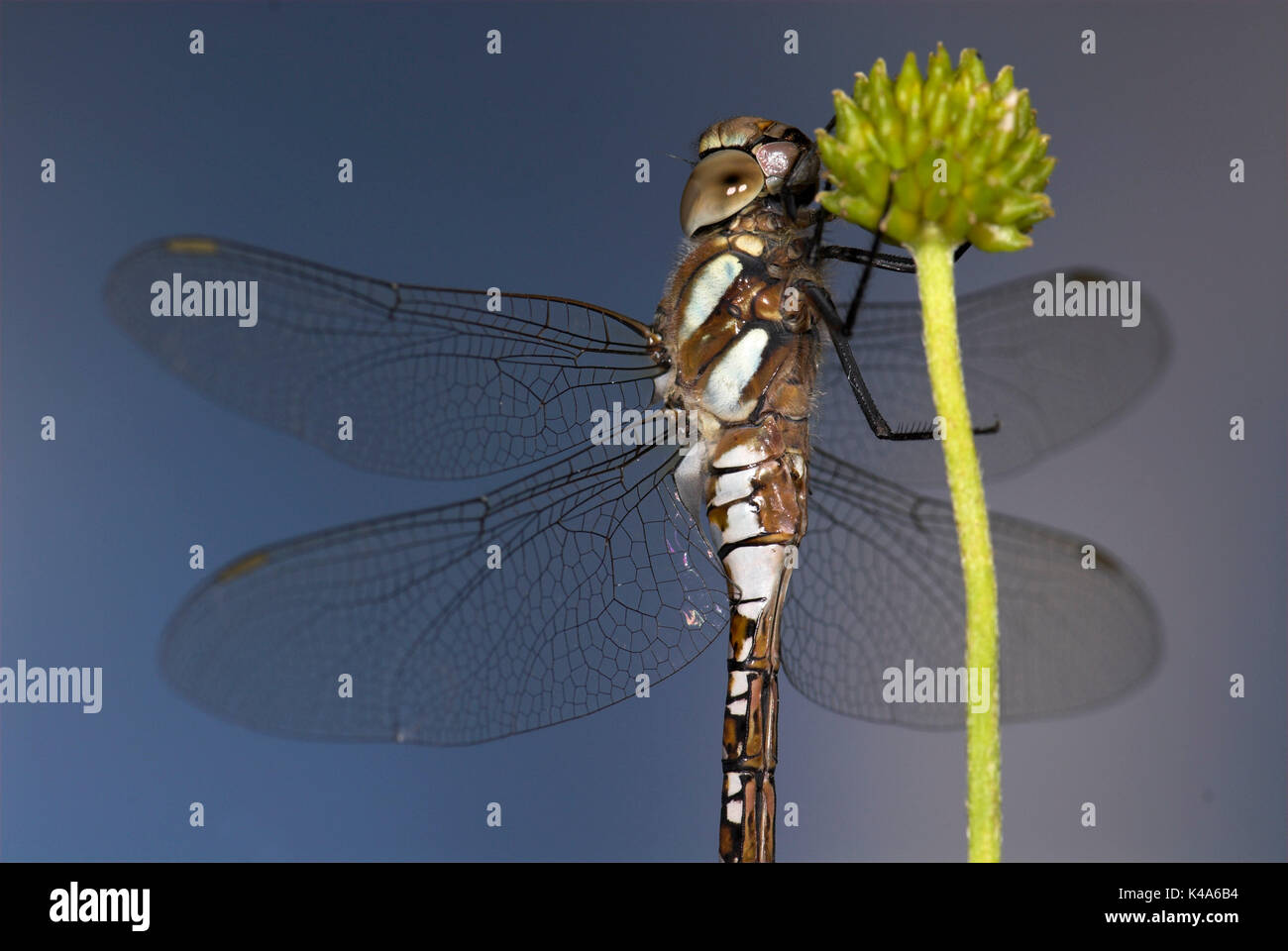 Dragonfly, Common aeshna, Aeshna juncea, male, Hawker, showing ...
