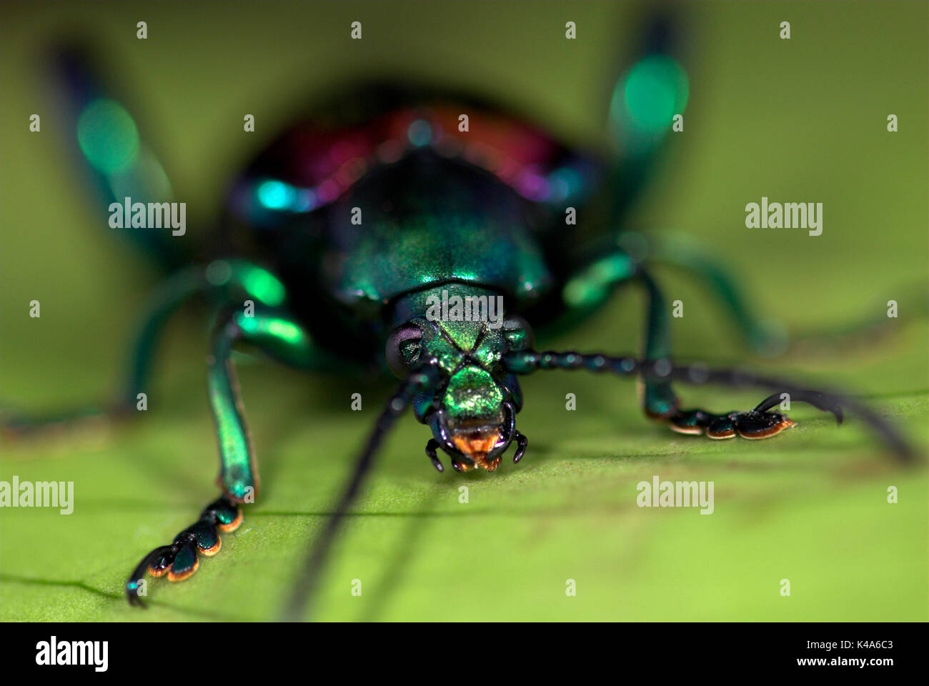 Frog Beetle, Sagara sp. SE Asia, green purple metallic colour, Close up ...