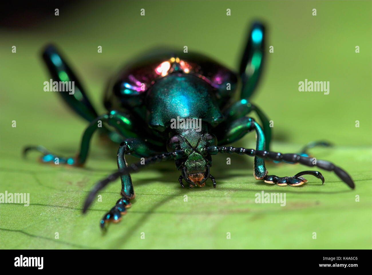 Frog Beetle, Sagara sp. SE Asia, green purple metallic colour, showing ...