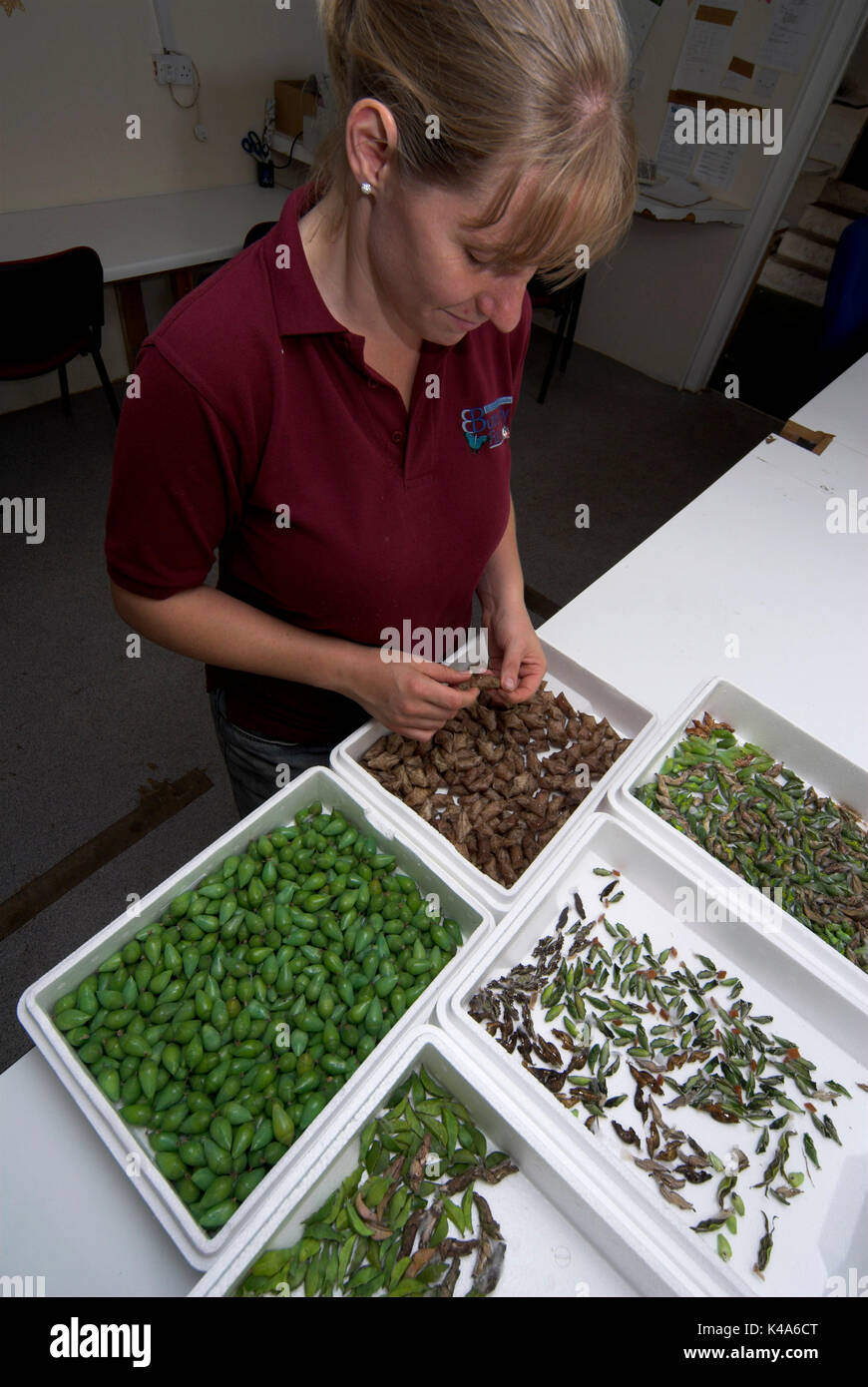 Sorting pupae for distribution from local farming worldwide, chrysalis ...