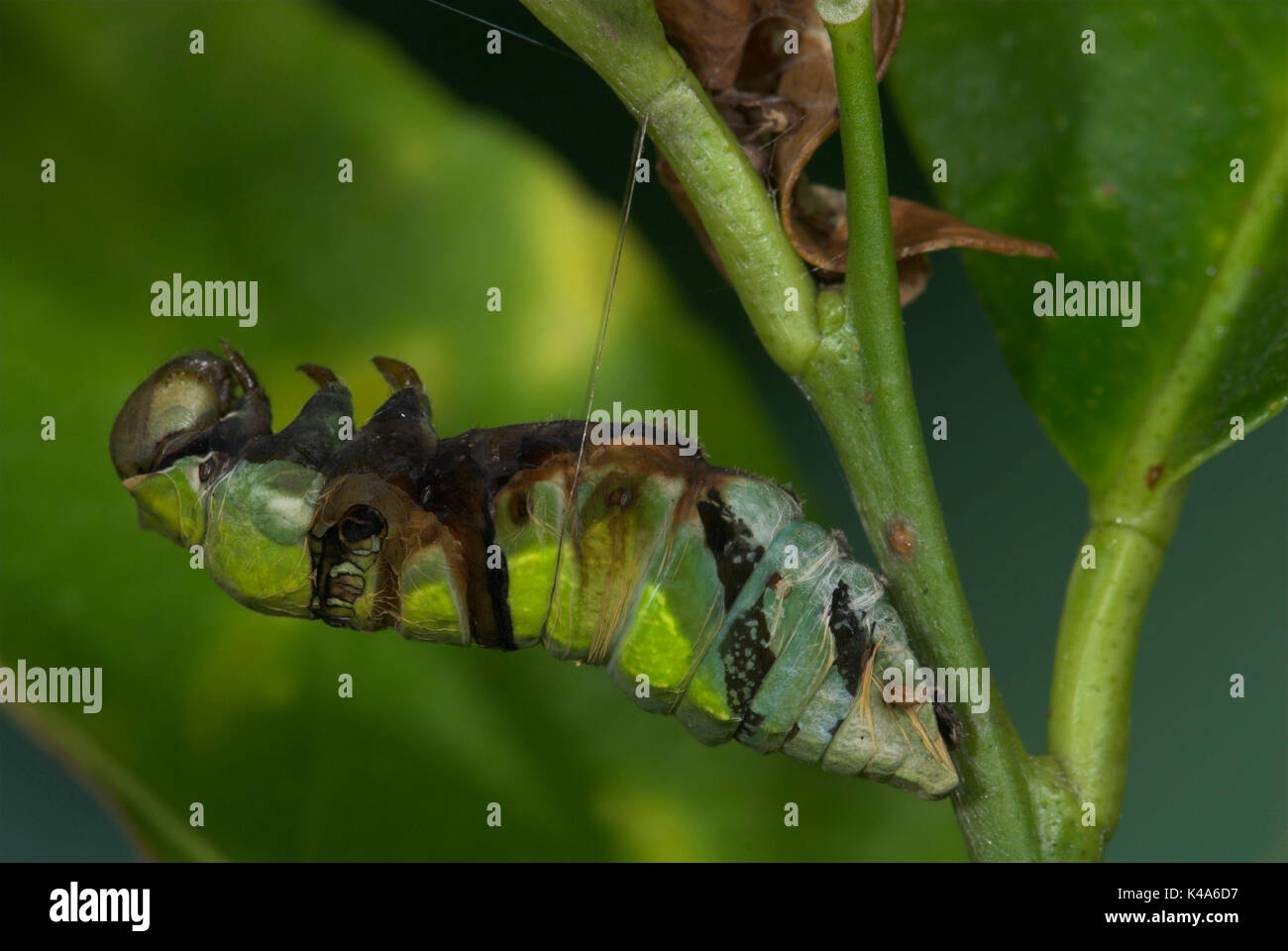 Caterpillar preparing to pupate, Papilio Species, metamorphosis Stock ...