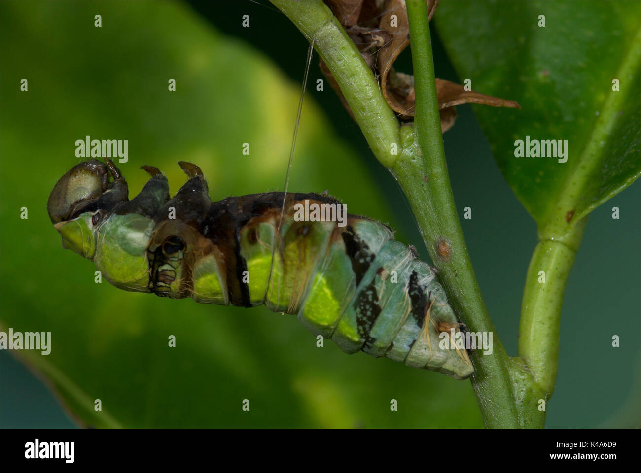 Caterpillar preparing to pupate, Papilio Species, metamorphosis Stock ...